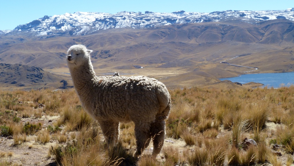 Altiplano : Animaux : Andes péruviennes (Cordillère des Andes) : Pérou ...