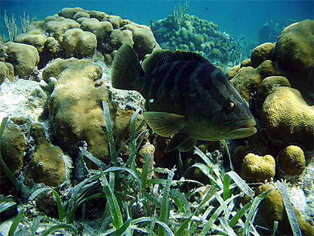 Mérou : Plongée : Mer : Poissons : Animaux : Hol Chan Marine Reserve ...
