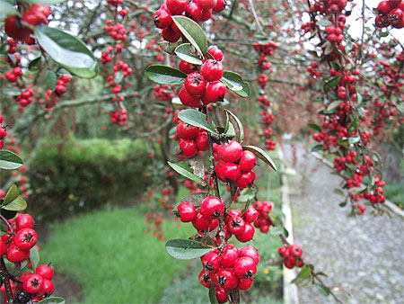 Rouge : Arbres : Patate : Cordillère des Andes : Équateur : Routard.com