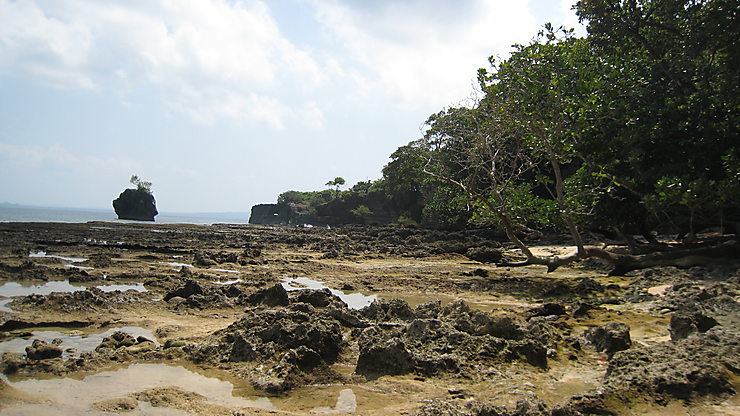 Peucang Island : Parc National de Ujung Kulon : Java : Indonésie ...