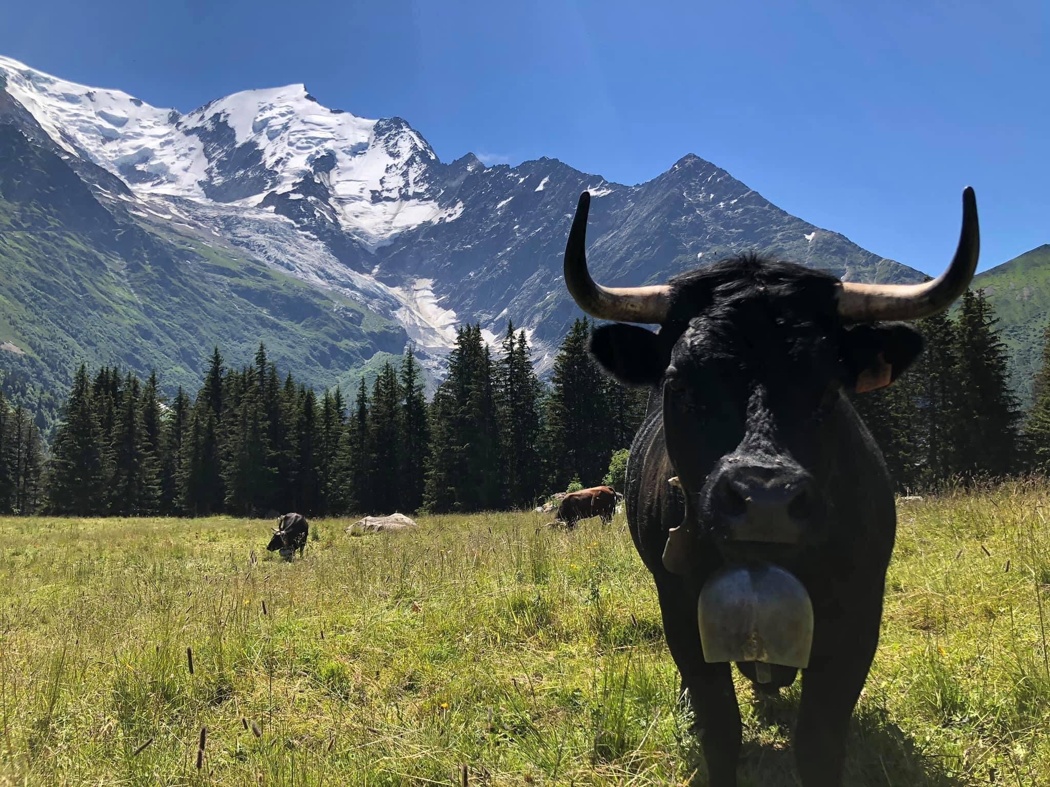 Promenade dans les Alpages : Vaches : Animaux : Montagne : Animaux ...