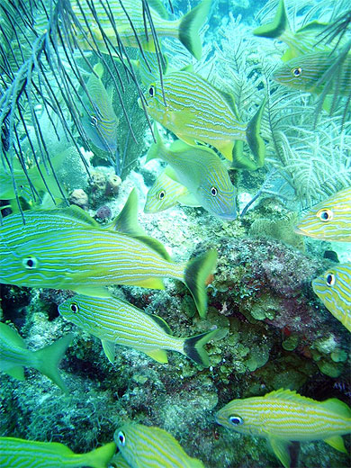 Ban de poissons : Plongée : Mer : Poissons : Animaux : Lighthouse Reef ...