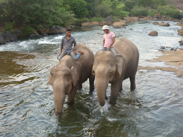 Après la promenade, la baignade : Eléphants : Animaux : Animaux ...