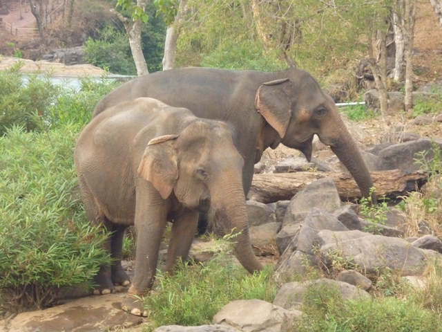 On rentre : Eléphants : Animaux : Animaux : Plateau des Bolovens : Sud ...
