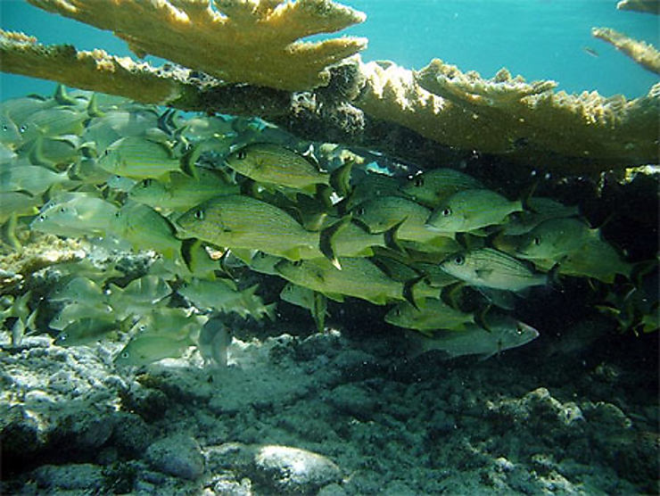 Ban de poissons : Plongée : Mer : Poissons : Animaux : Shark Ray Alley ...