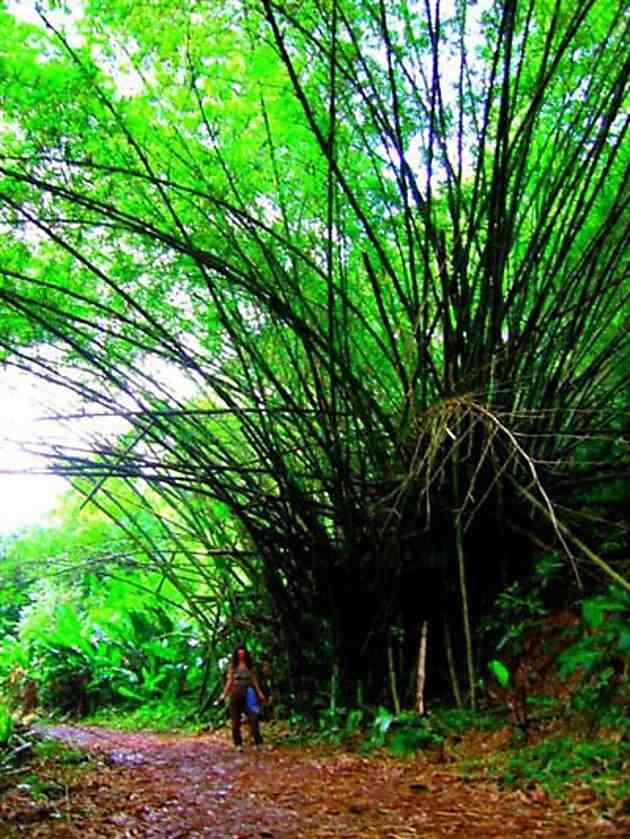 Bambou géant : Arbres : Guyane : Routard.com