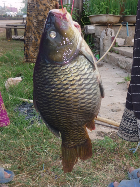 Wow quel poisson ! : Poissons : Animaux : Champassak : Sud du Laos ...