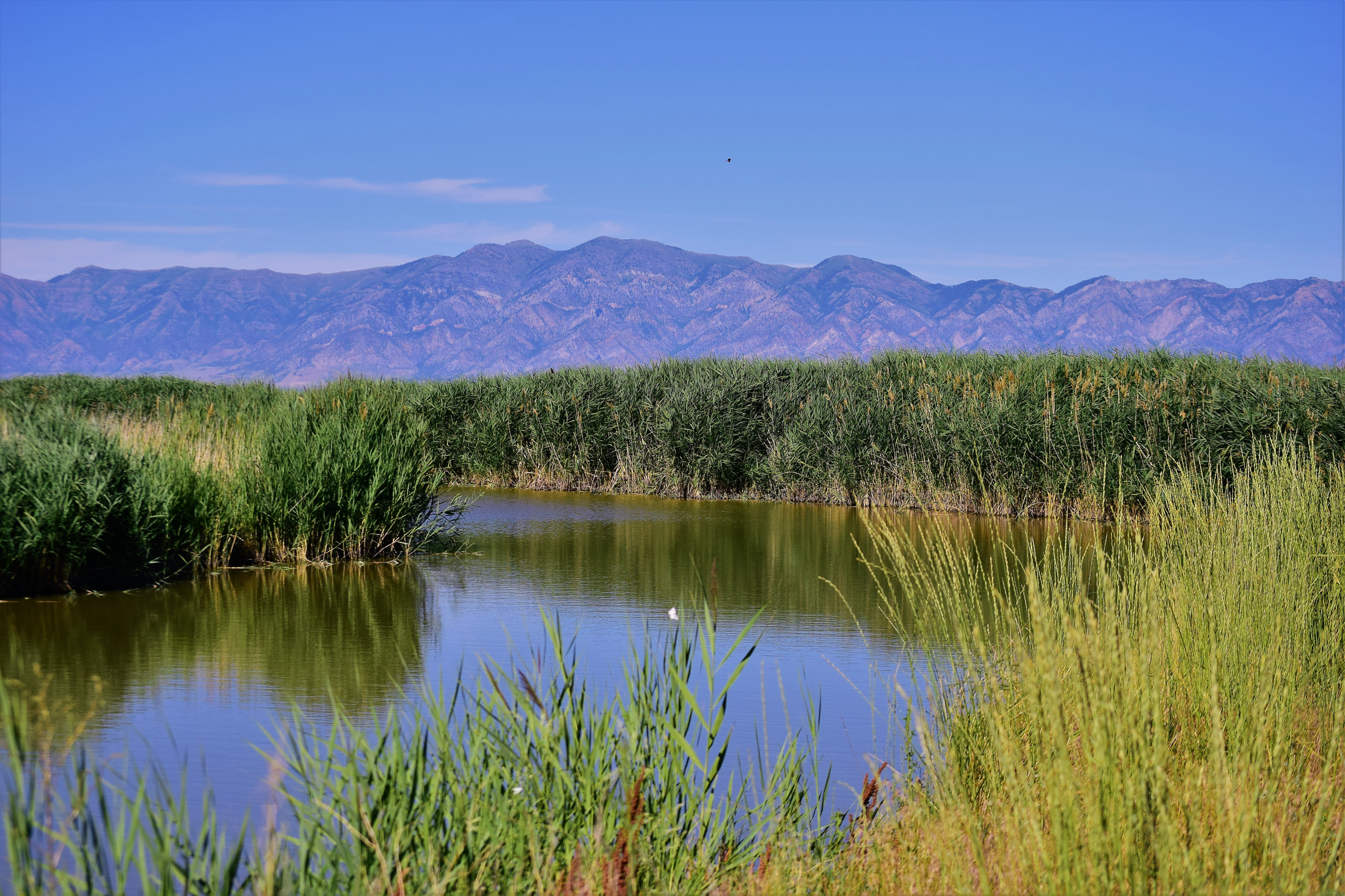 Magnifique nature ! : Great Salt Lake : Utah : Parcs nationaux de l ...