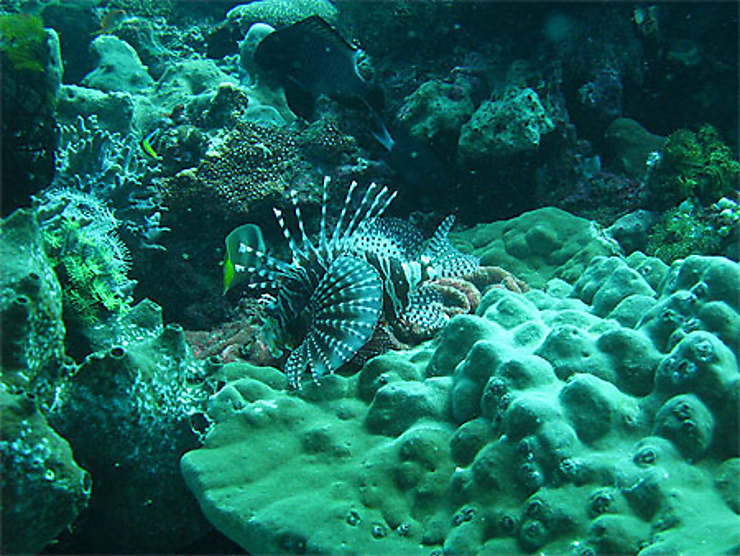 Poisson scorpion : Poissons : Animaux : Candi Dasa : Est de Bali : Bali ...