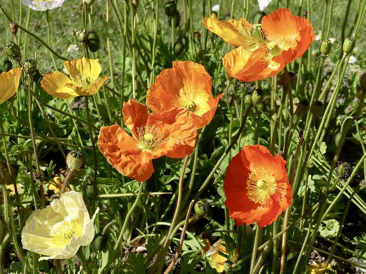 Les pavots toutes couleurs : Fleurs : Jardin des Plantes : 5ème ...