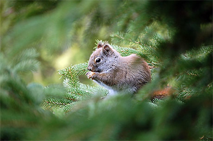 Ecureuil : Animaux : Sainte-Rose-du-Nord : Saguenay-Lac-Saint-Jean ...