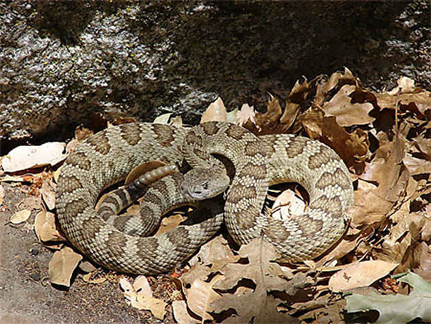 Serpent à sonnettes : Serpents : Animaux : Reptiles : Animaux : Animaux ...