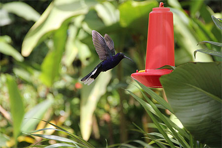 Colibri : Oiseaux : Animaux : Jardins de la cascade La Paz : Vallée ...