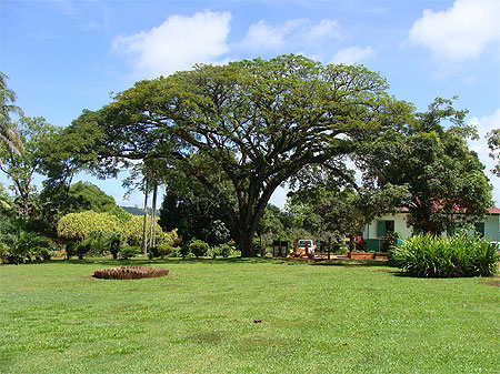 Le Saména Saman : Arbres : Guyane : Routard.com