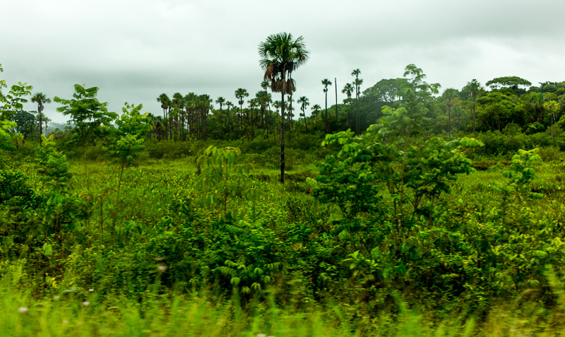 Paysage du Guyane, depuis la route : Arbres : Guyane : Routard.com