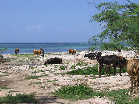 Habitant et son bétail, Anse-A-Galets, La Gonave : Vaches : Animaux ...