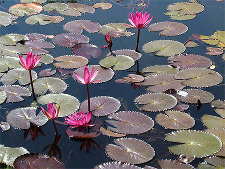 Waterlillies, Kandy Botanical Gardens : Fleurs : Kandy : Triangle ...