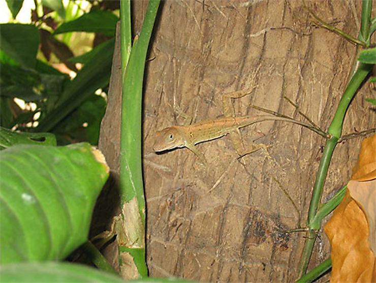 Anolie, Port-au-Prince : Reptiles : Animaux : Animaux : Port-au-Prince ...