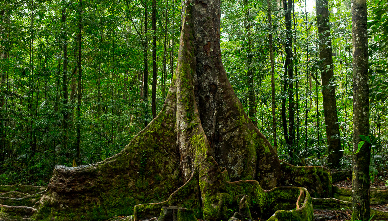 Arbre sur le sentier de la montagne des Singes : Arbres : Kourou : Côte ...