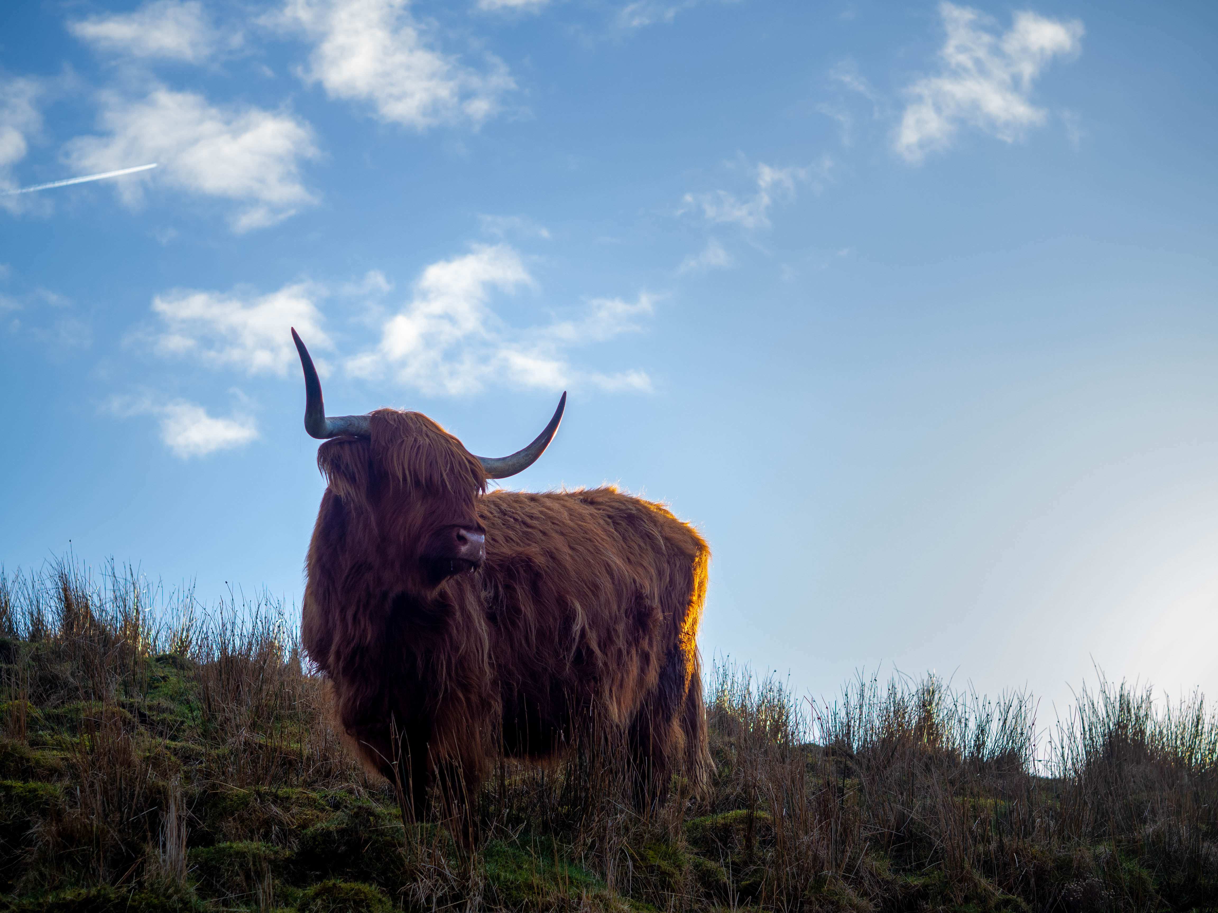 Ecosse - Isle of Skye : Vaches : Animaux : Animaux : Île de Skye : Îles ...