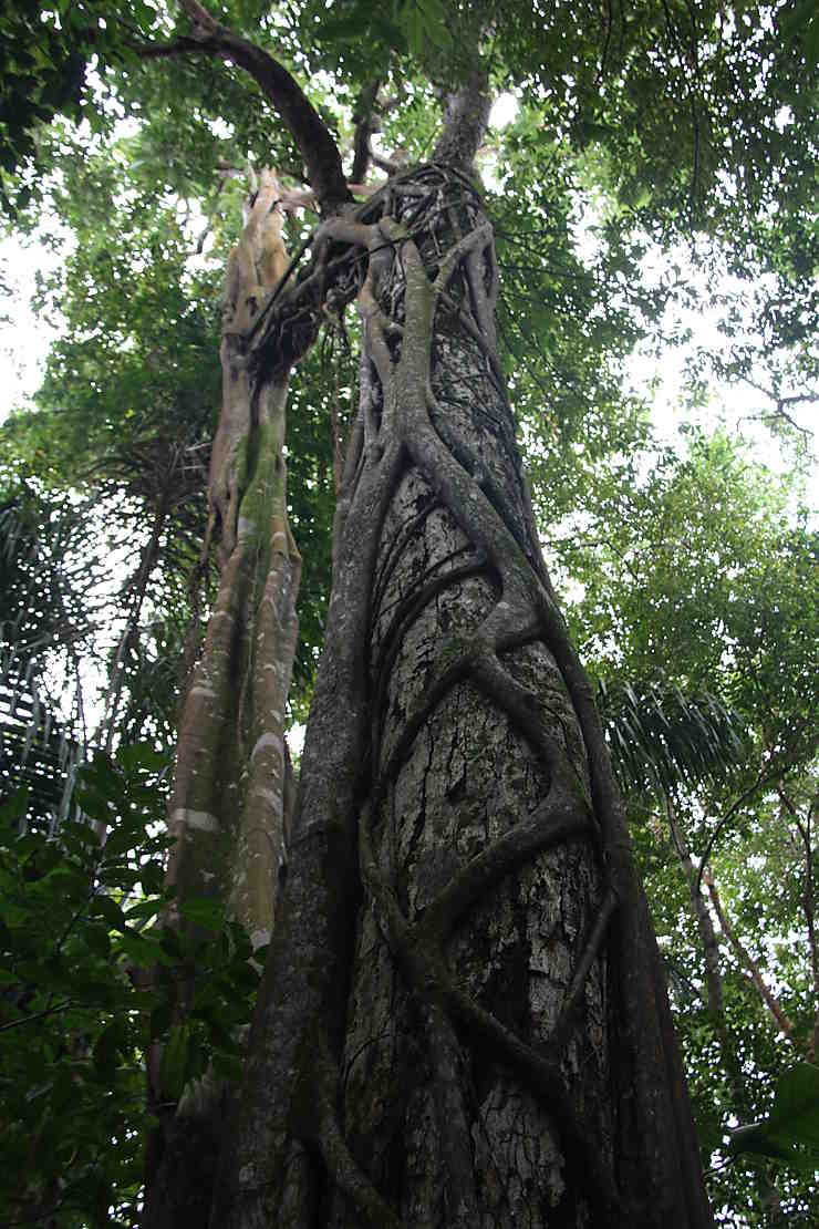 Arbre sacré : Arbres : Cayenne : Guyane : Routard.com