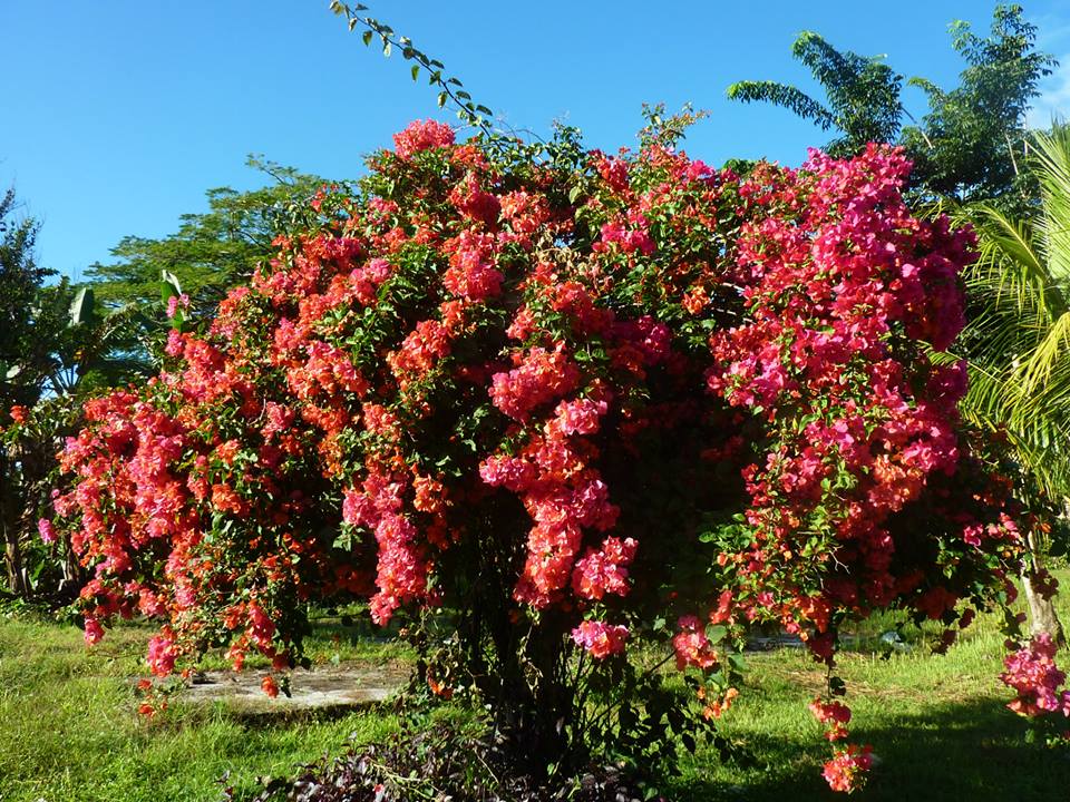Moni : Arbres : Moni : Flores : Indonésie : Routard.com