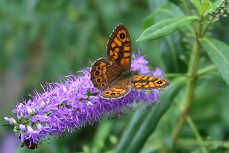 Papillon commun à Gassin : Papillons : Animaux : Var : Côte d'Azur ...