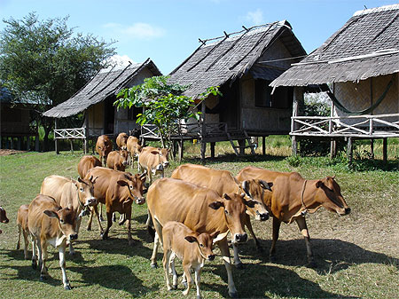 Vaches : Vaches : Animaux : Animaux : Vang Vieng : Laos : Routard.com