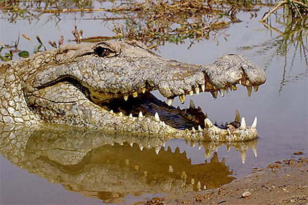 Crocodile de Sabou : Reptiles : Animaux : Crocodiles : Animaux ...