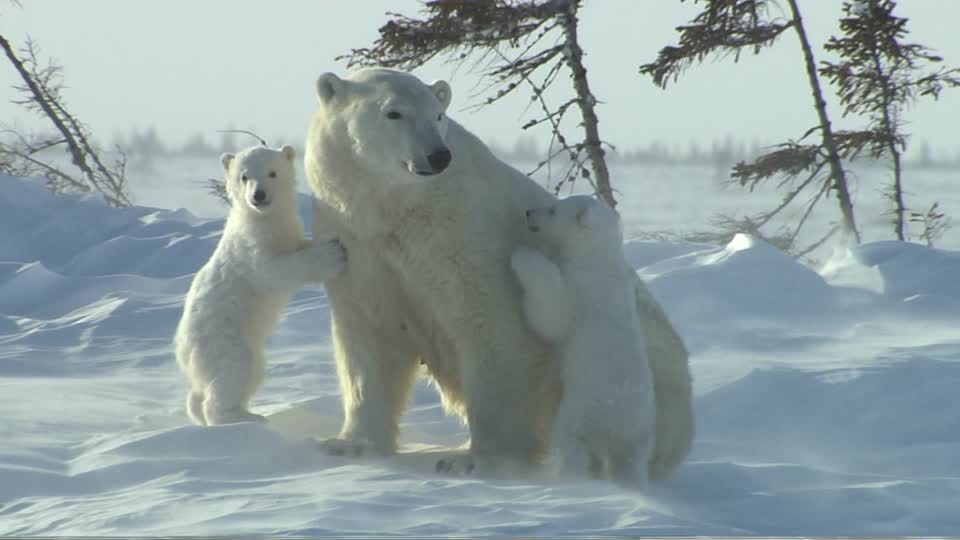 Sublime polar d'Alaska : Animaux : Katmai National Park : Alaska ...