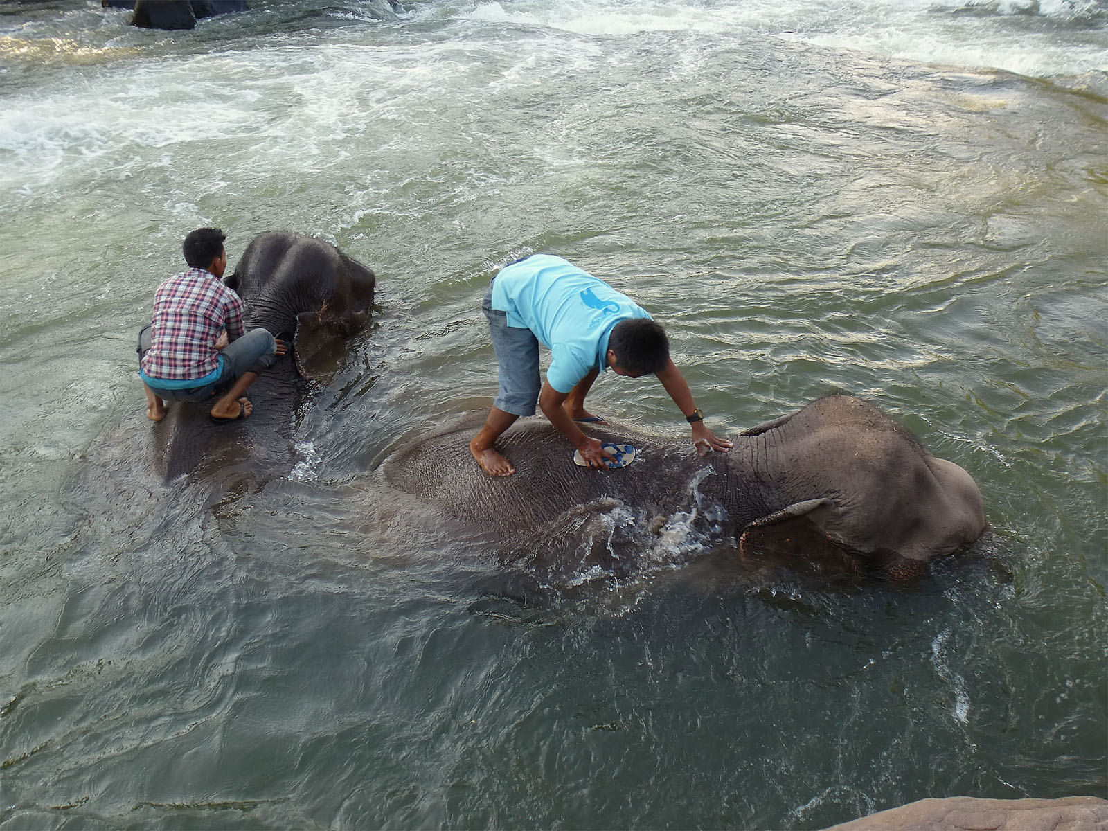 Un bain bien mérité : Eléphants : Animaux : Fleuve : Laos : Routard.com