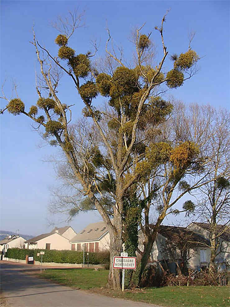 Le gui : Arbres : Chassagne-Montrachet : Côte-d'Or : Bourgogne ...