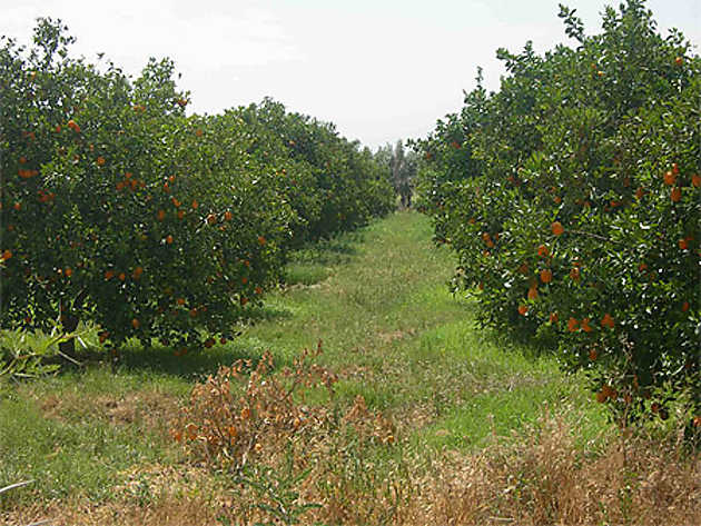 Orangeraie : Arbres : Ouarzazate et les oasis du sud : Maroc : Routard.com