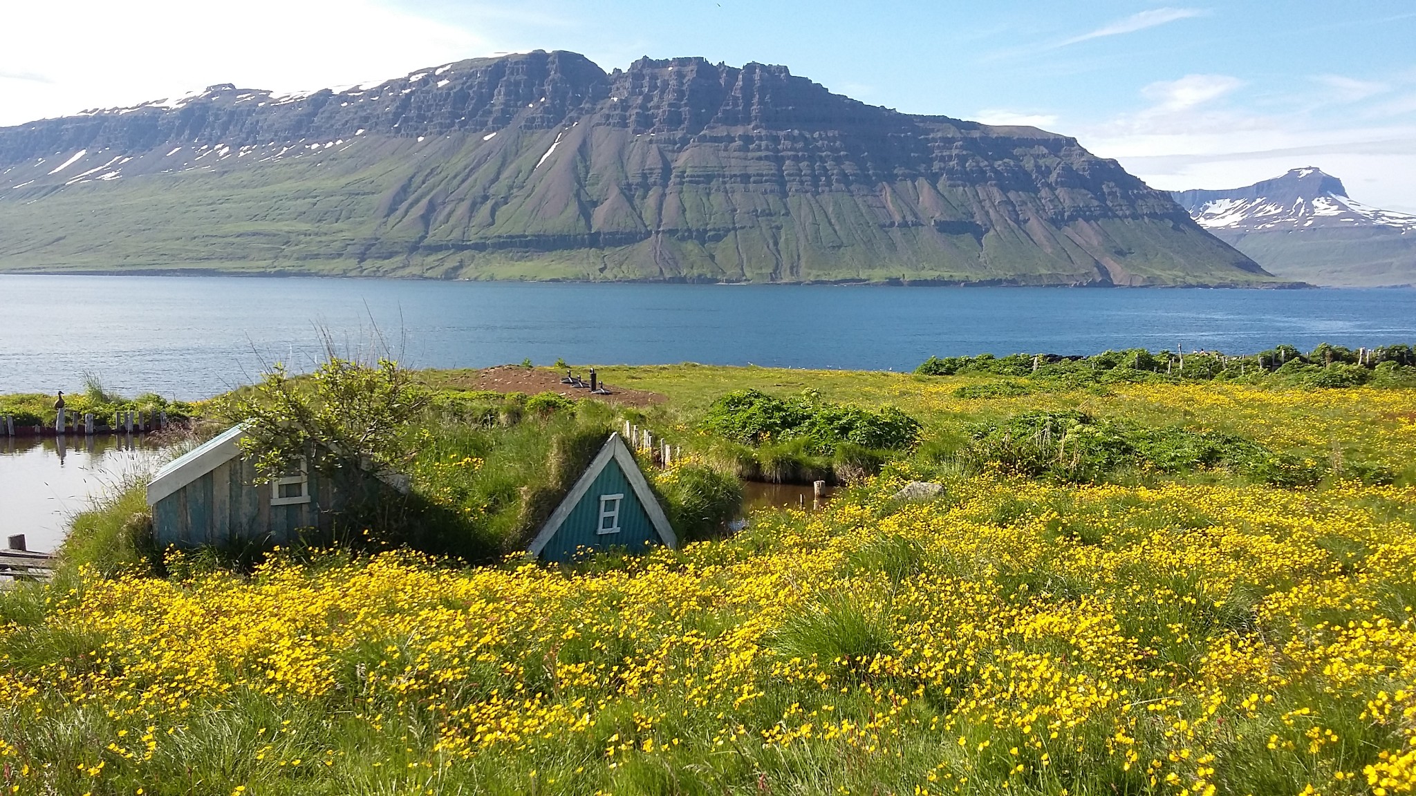 Un été à Skalanes : Fleurs : Seyðisfjörður : Egilsstadir et les fjords ...