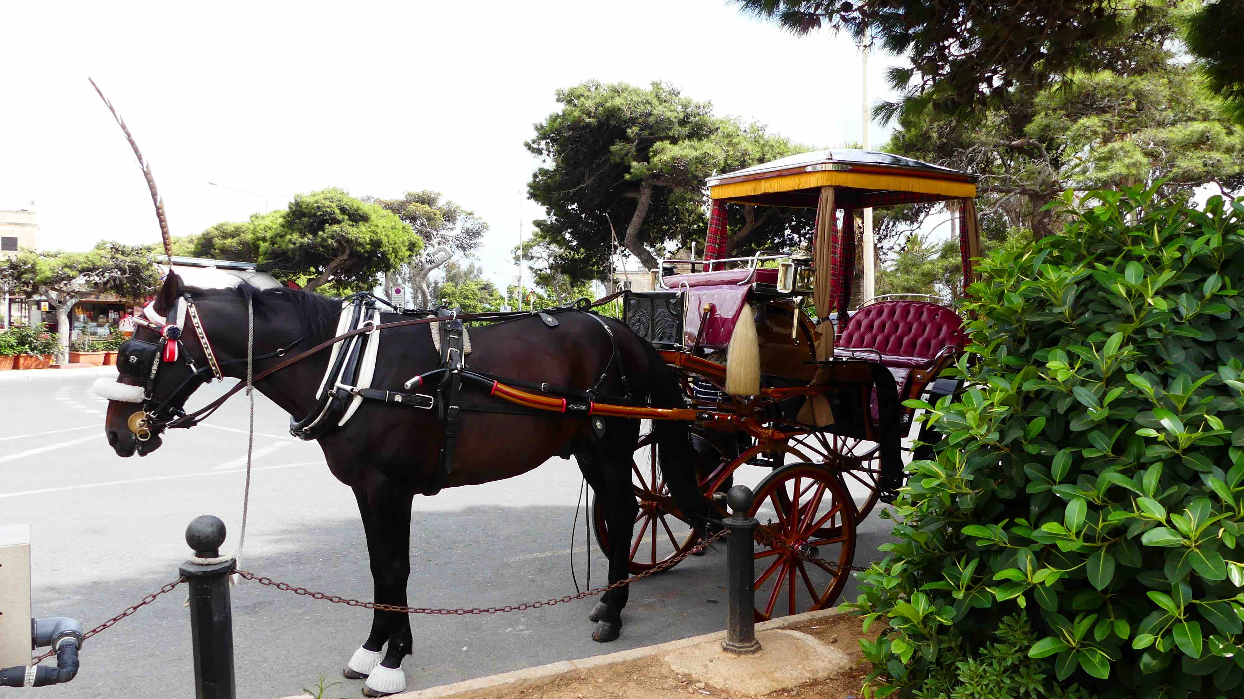 Calèche : Transport : Mdina : Centre de Malte : Île de Malte : Malte ...