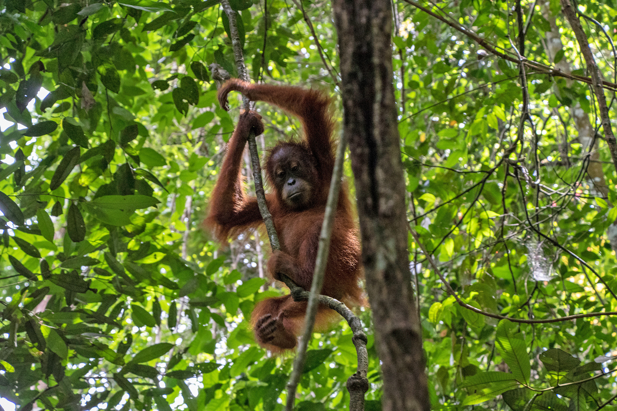 Sumatra, côté nord : au pays des orangs-outans