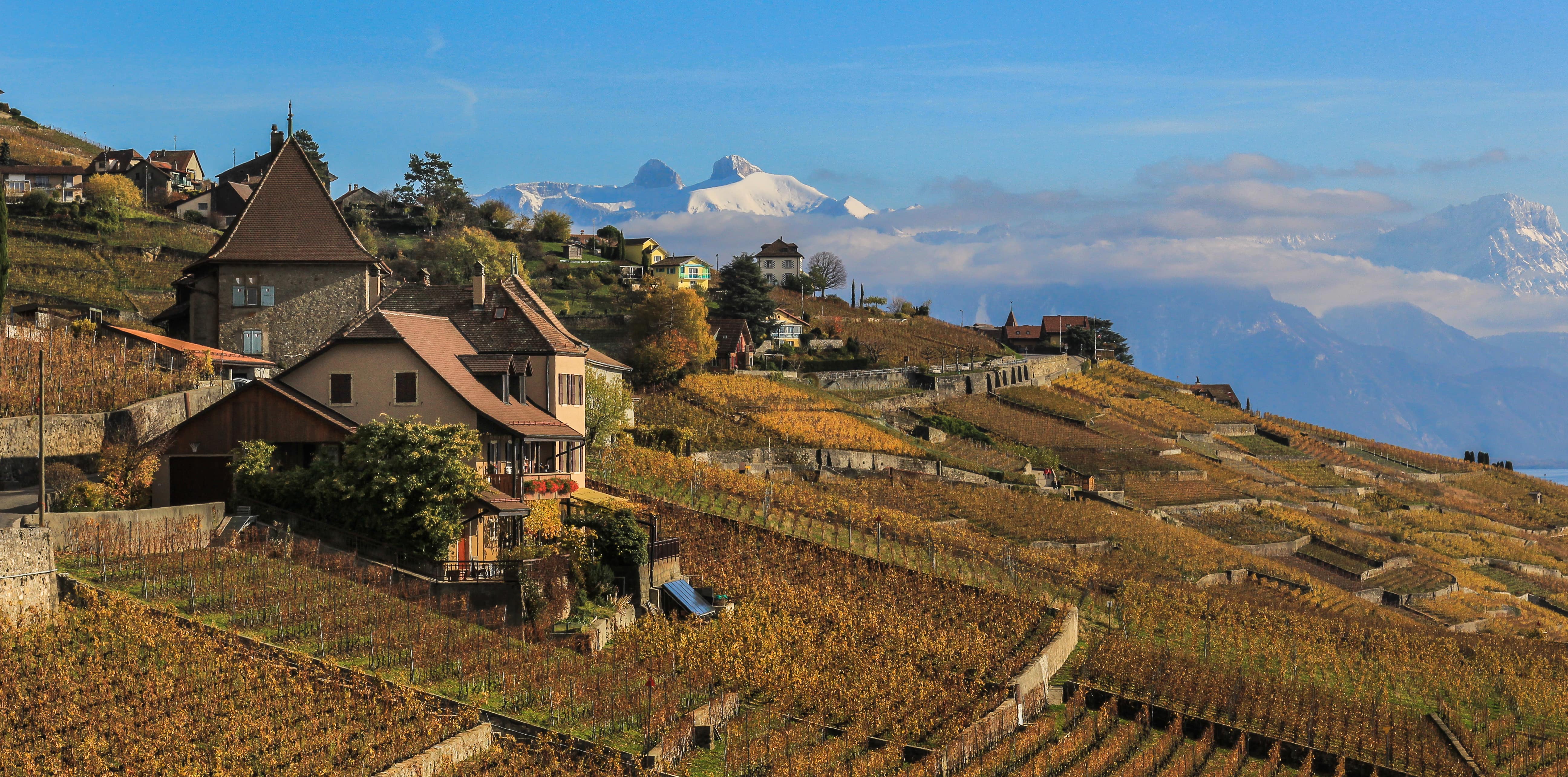 Vignoble de Lavaux patrimoine mondial de l'UNESCO : Épesses : Bassin ...