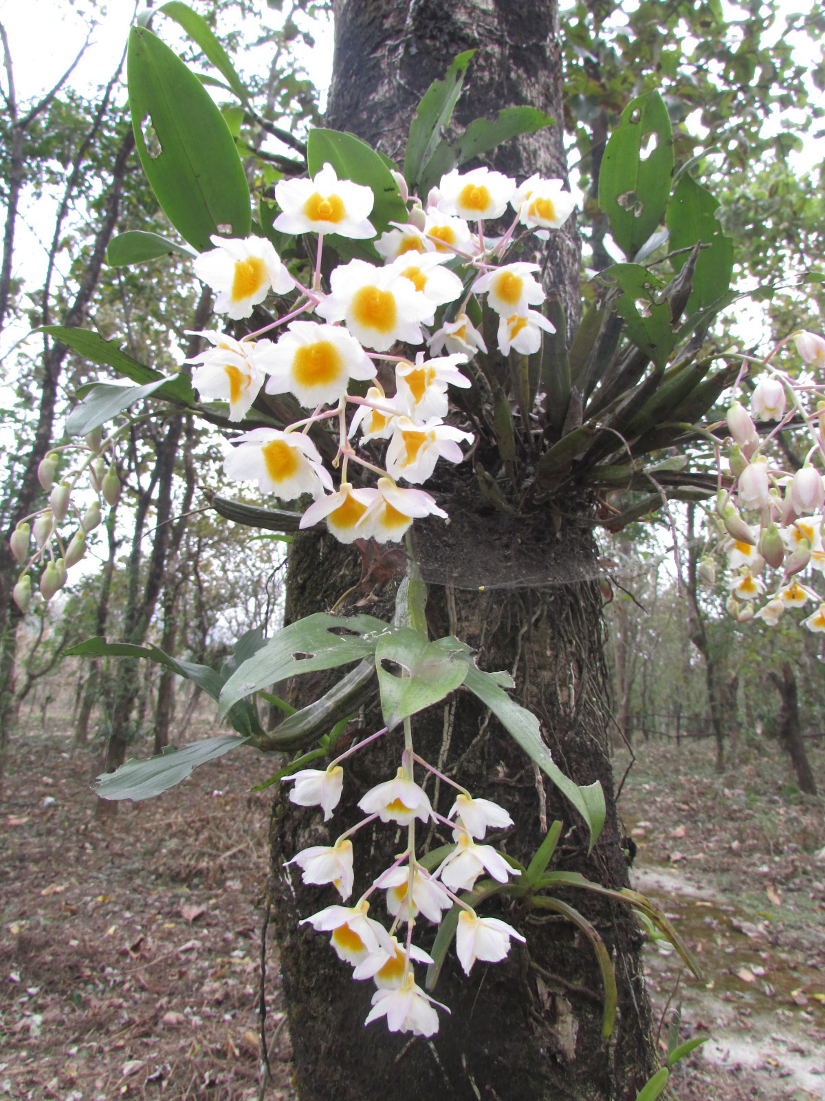 Orchidée : Fleurs : Arunachal Pradesh : Inde : Routard.com