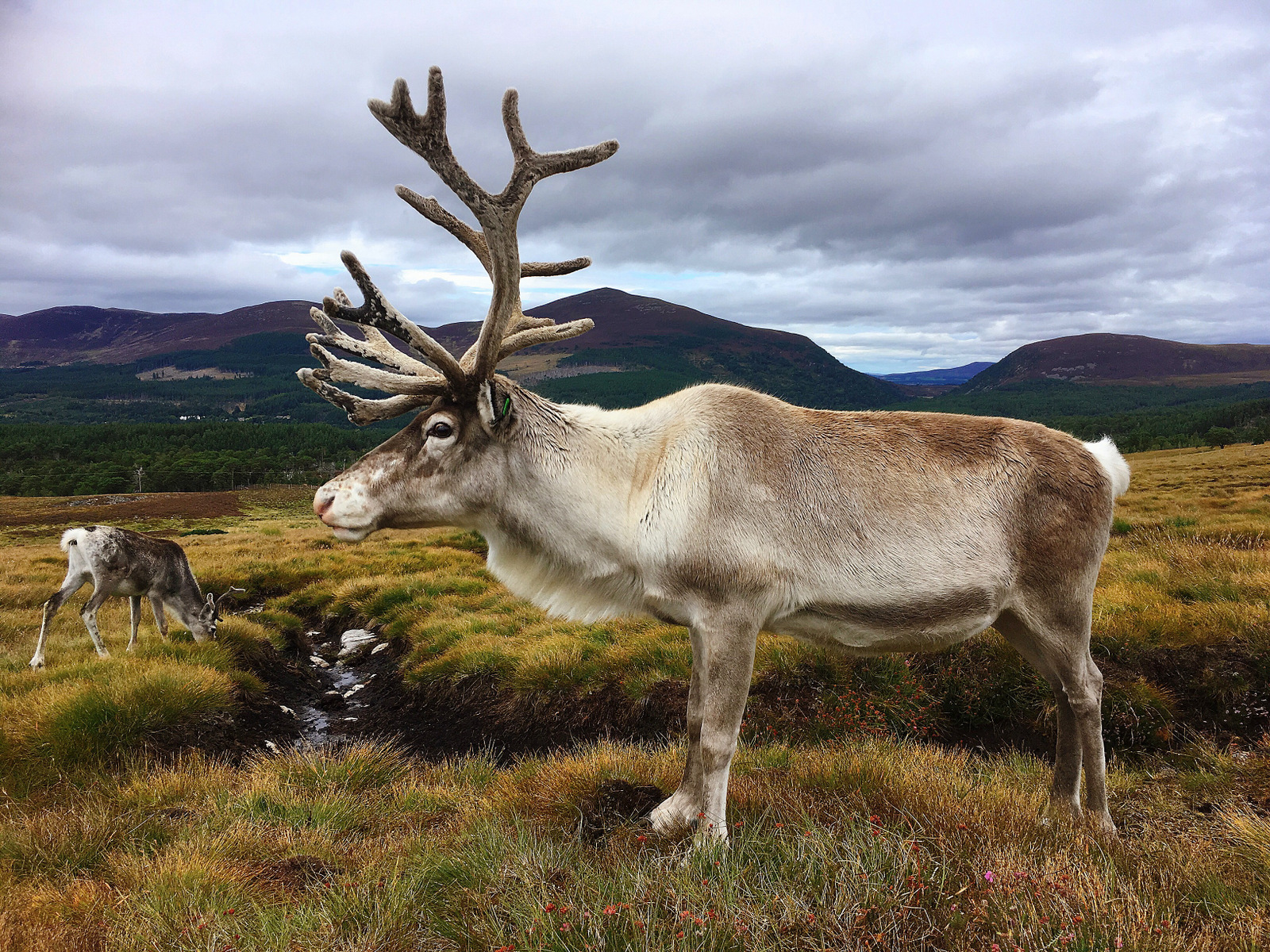 Renne écossais dans le Parc des Cairngorms : Animaux : Aviemore ...