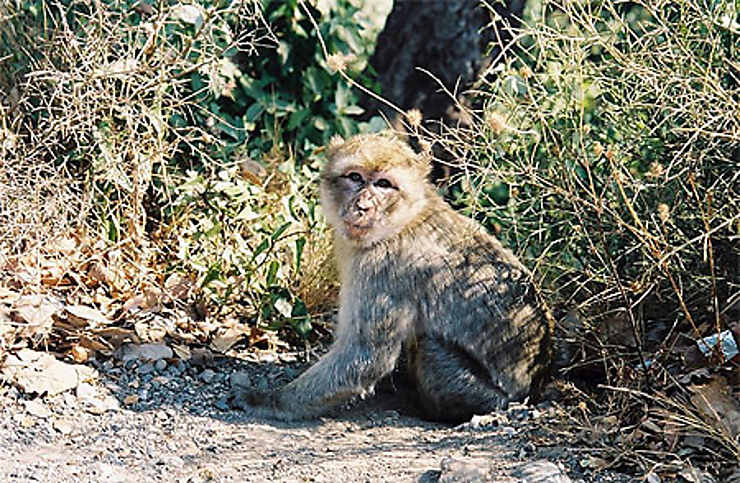 Macaque berbère dans la forêt de Yakouren : Singes : Animaux : Animaux ...