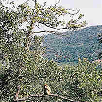 Macaque berbère dans la forêt de Yakouren : Singes : Animaux : Animaux ...