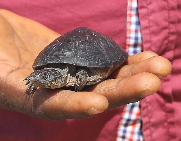 Petite tortue : Tortues : Animaux : Reptiles : Animaux : Animaux ...
