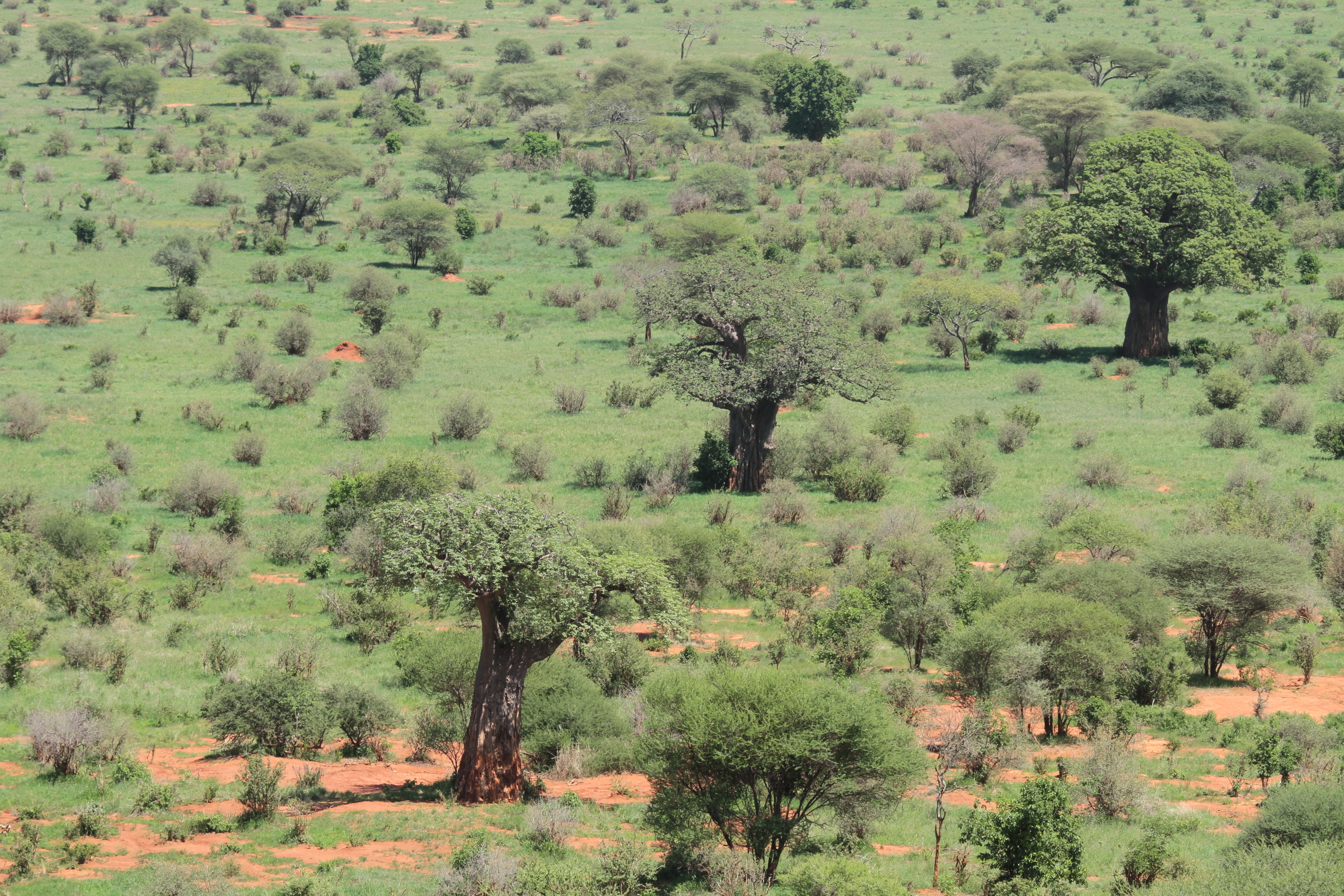 Baobab au parc de Tarangire : Arbres : Parc national de Tarangire : Le ...