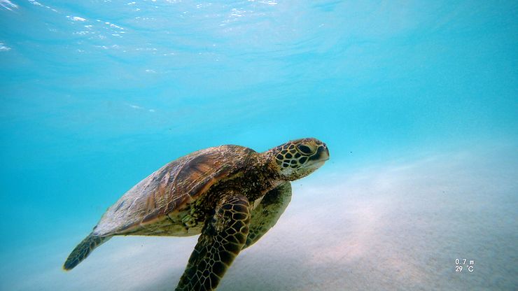Tortue verte, Hawaii : Plongée : Mer : Tortues : Animaux : Animaux ...