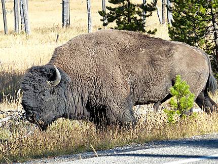 Bison à Yellowstone : Animaux : Yellowstone National Park : Wyoming ...