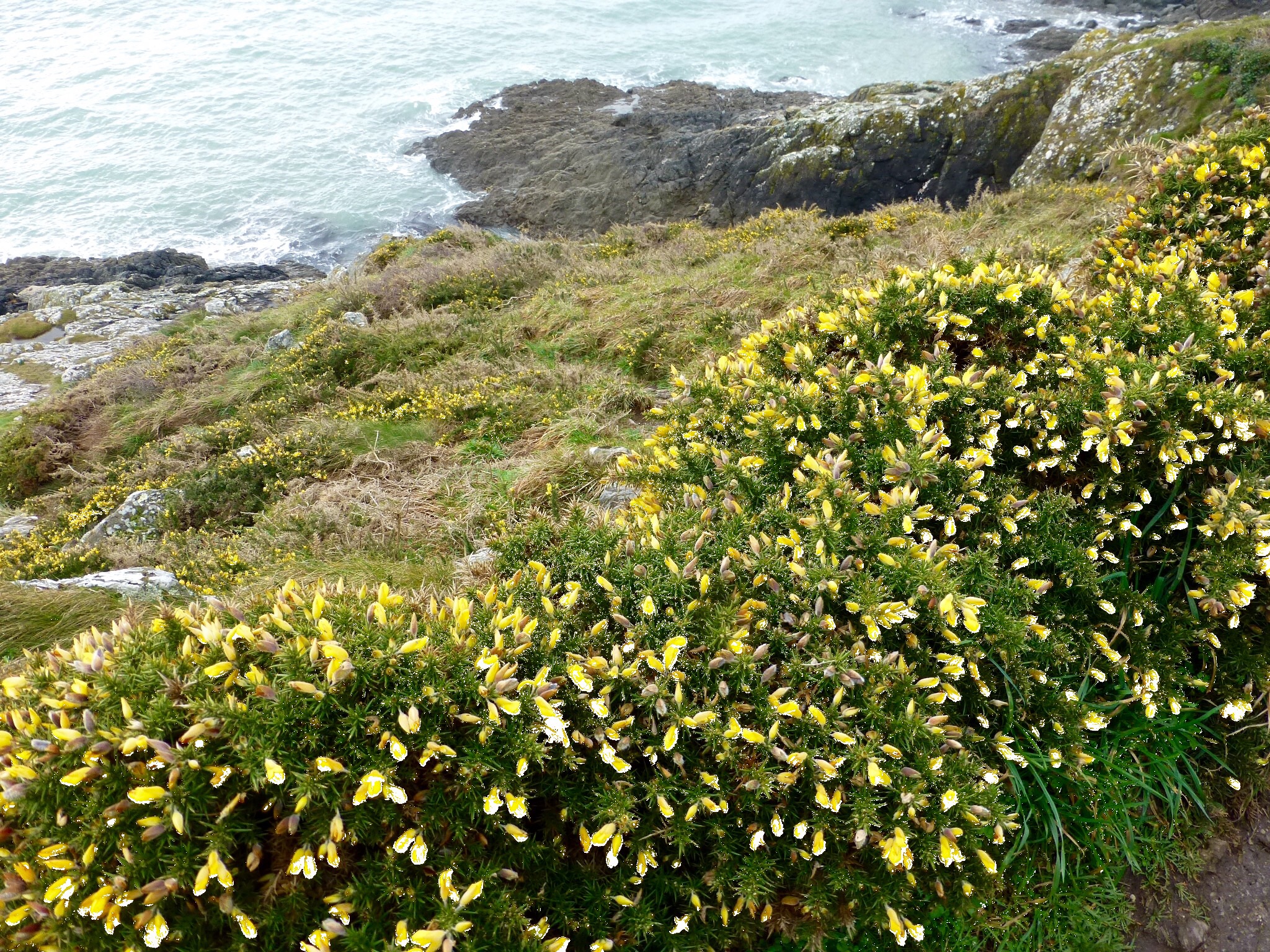 Côte de Merrien : Fleurs : Finistère : Bretagne : Routard.com