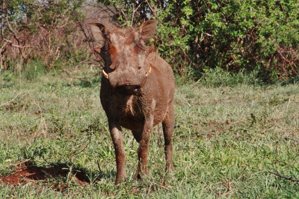 Pumba ! : Animaux : Parc National Kruger : Parc national Kruger et ...