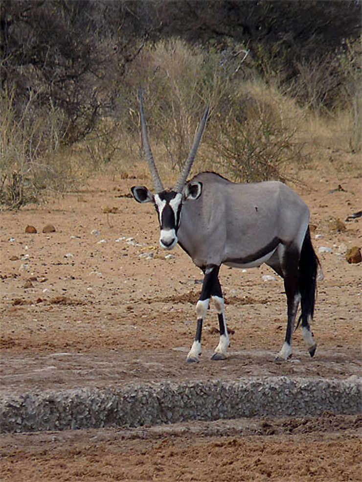 Un oryx : Animaux : Réserve d'Etosha : Namibie : Routard.com