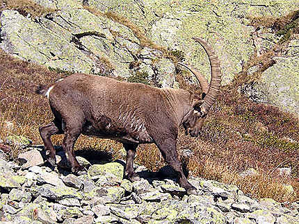 Bouquetin des Alpes : Animaux : Massif du mont Blanc : Haute-Savoie ...