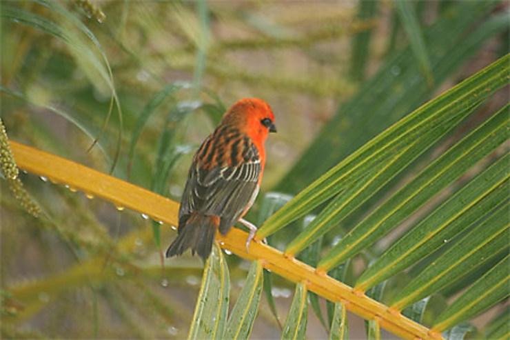 Cardinal : Oiseaux : Animaux : La-Saline-les-Bains : Côte sous le vent ...